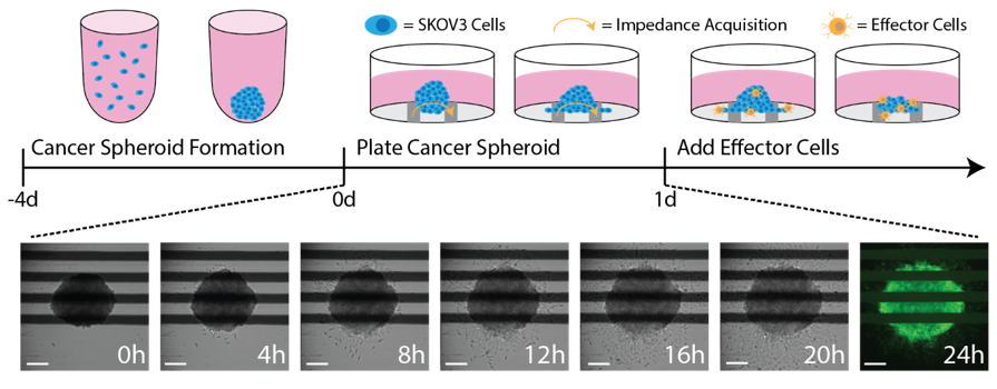 Cancer Spheroid | Axion Biosystems